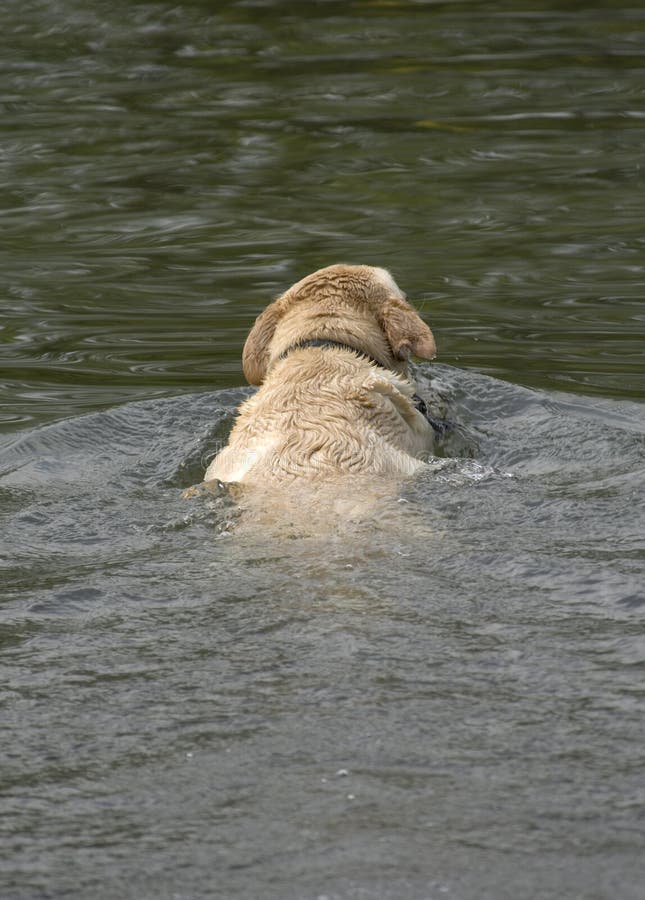 Yellow Lab swimming stock photo. Image of canine, animal - 2415062
