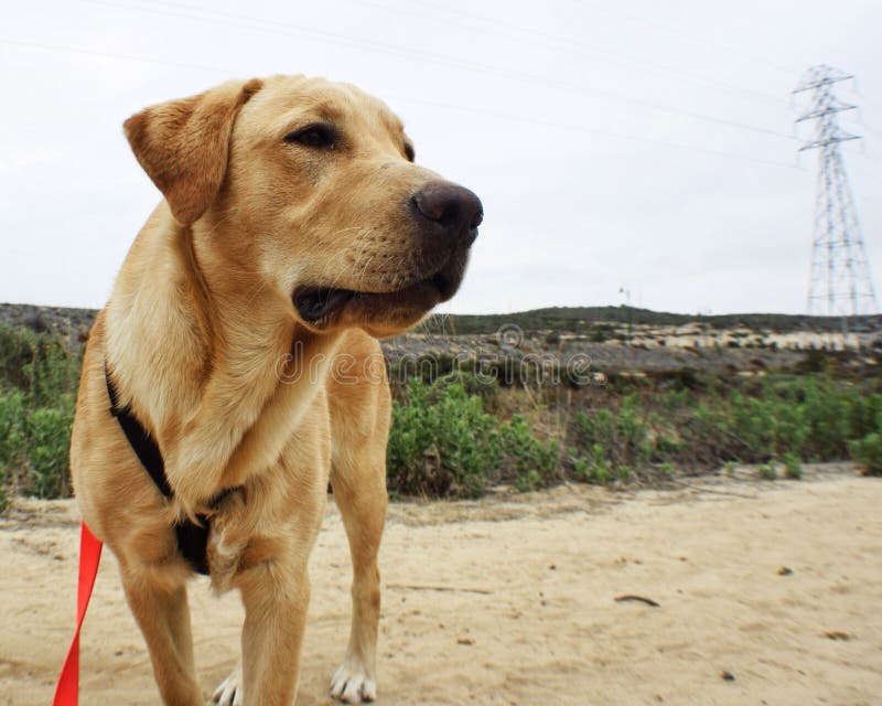 18,289 Yellow Lab Stock Photos - Free & Royalty-Free Stock Photos from ...