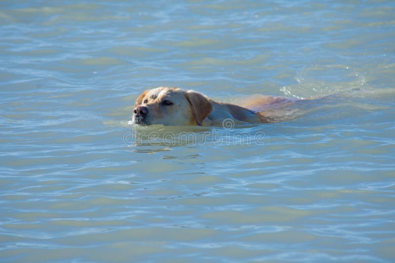 Yellow Lab in the Water stock image. Image of active - 94933517