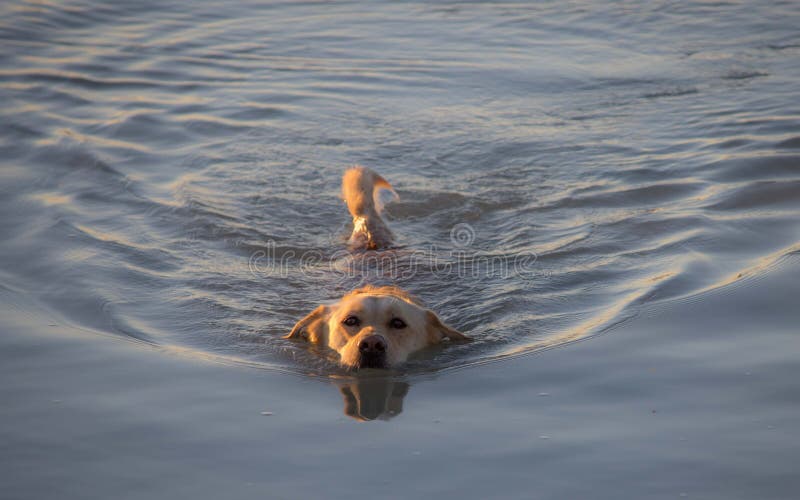 Yellow Lab in the Water stock photo. Image of summer - 94933558