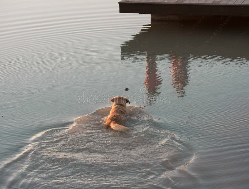 Yellow Lab in the Water stock image. Image of fetch, active - 94933555