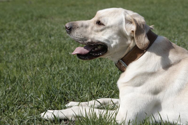 Yellow labrador stock image. Image of calm, nice, outdoor - 19109965