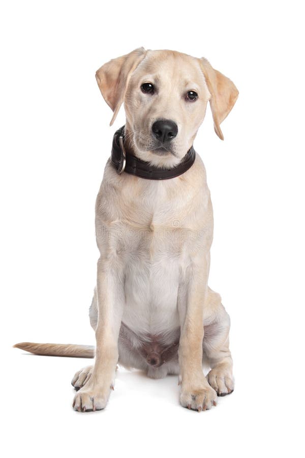 Yellow Labrador Sweet Face stock photo. Image of yellow - 45666996