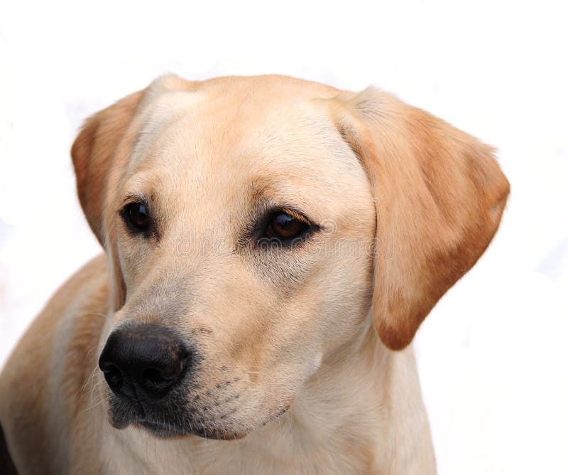 Yellow labrador stock image. Image of eyes, face, adorable - 5977267