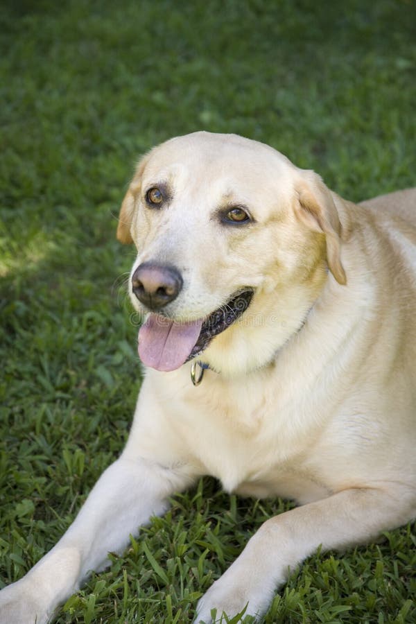 Yellow labrador stock photo. Image of golden, human, hunt - 6483226