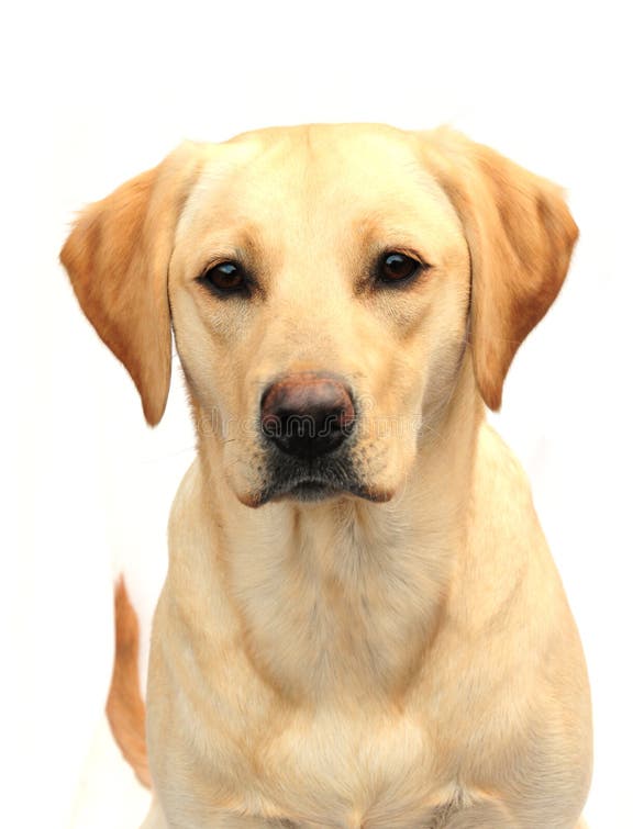 Yellow labrador stock image. Image of puppy, labrador - 7689149