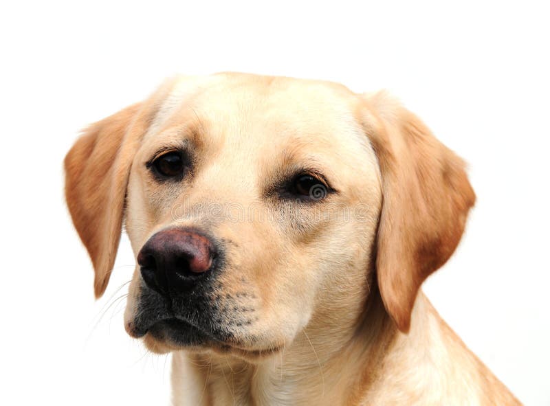 Sad yellow labrador stock image. Image of labrador, guide - 4346221