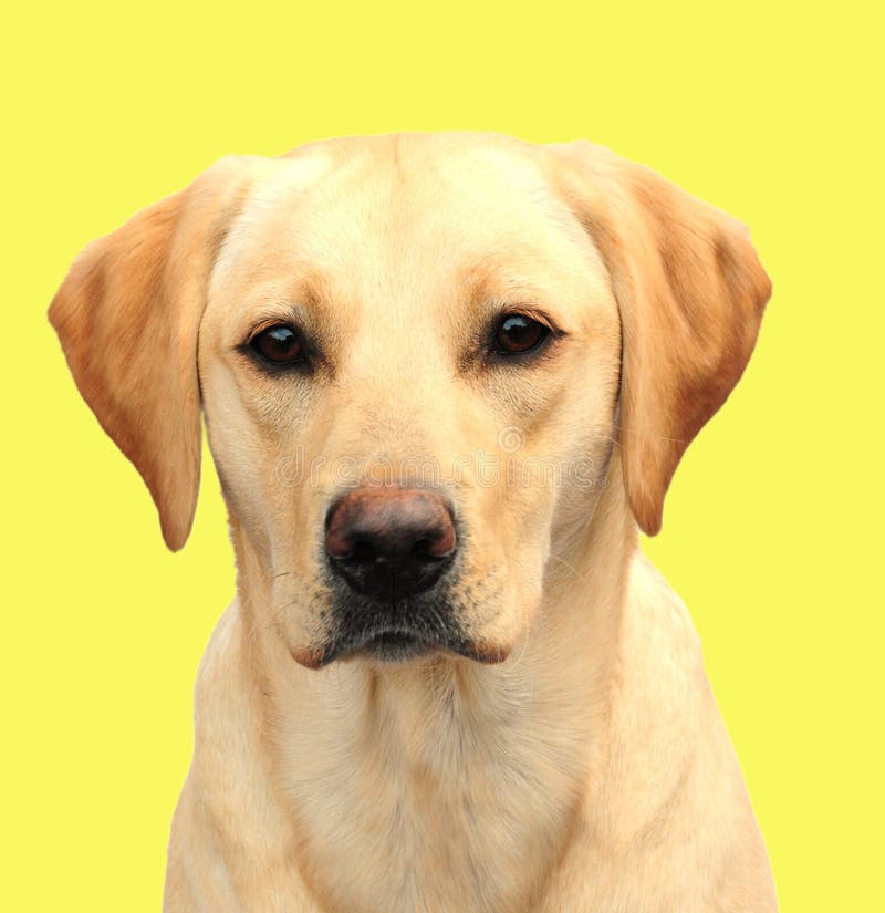Yellow labrador stock image. Image of background, retriever - 8999949