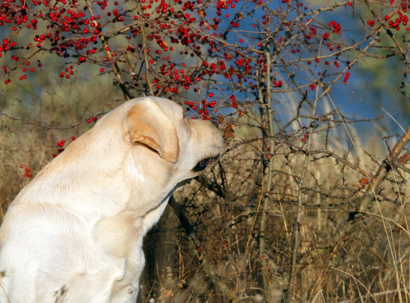 Yellow Labrador in Autumn with Berries Stock Image - Image of happiness ...