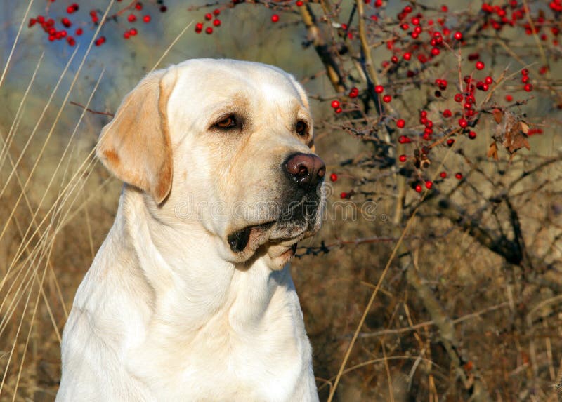 Yellow Labrador in Autumn with Berries Stock Photo - Image of play ...
