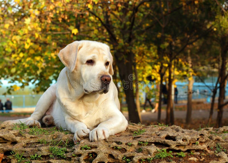 Yellow labrador in autumn stock photo. Image of play - 35013608