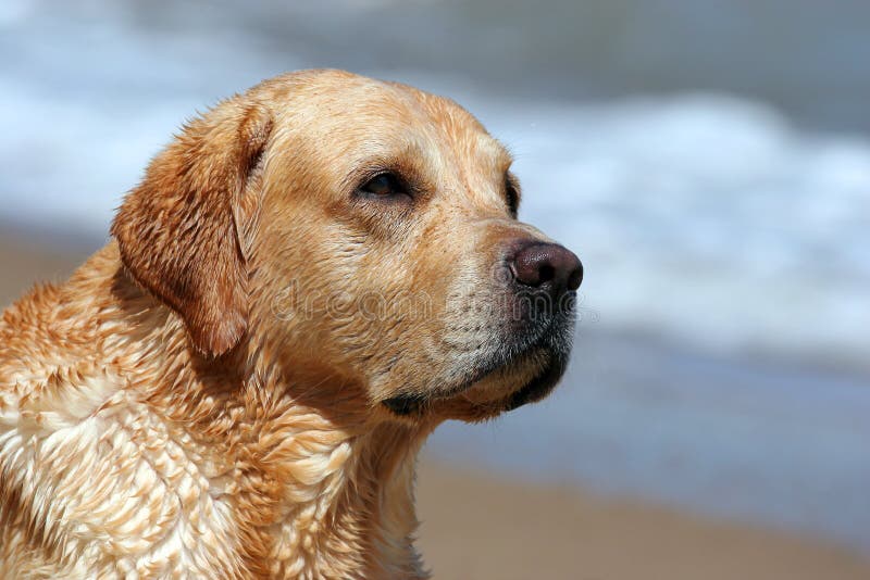 A Yellow Labrador in the Beach Close Up Stock Image - Image of white ...