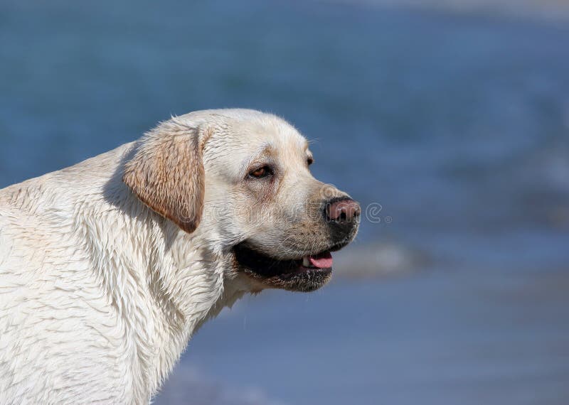 A Yellow Labrador in the Beach Close Up Stock Image - Image of breed ...