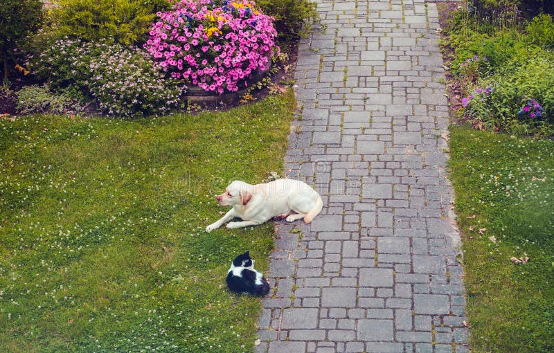 Yellow Labrador and Black with White Cat Stock Photo - Image of lawn ...