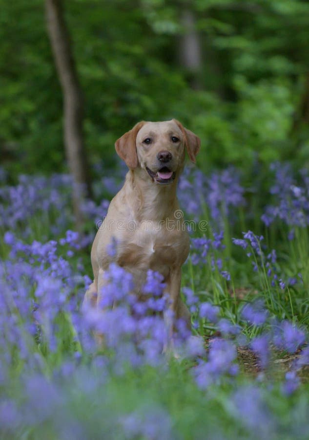 Yellow Labrador Shaking Water Off Himself in a Lake Stock Photo - Image ...