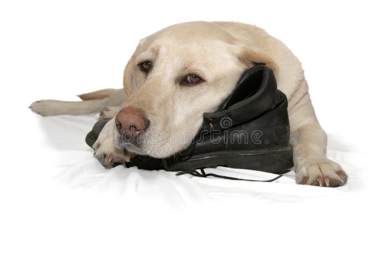 Yellow labrador and boot stock photo. Image of look, puppy - 8444502