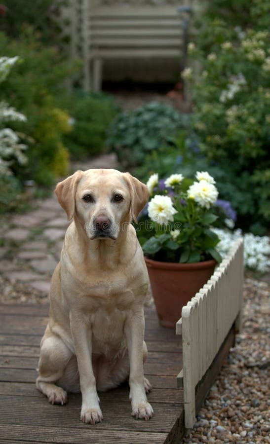 Yellow labrador stock image. Image of winter, gold, working - 53531867