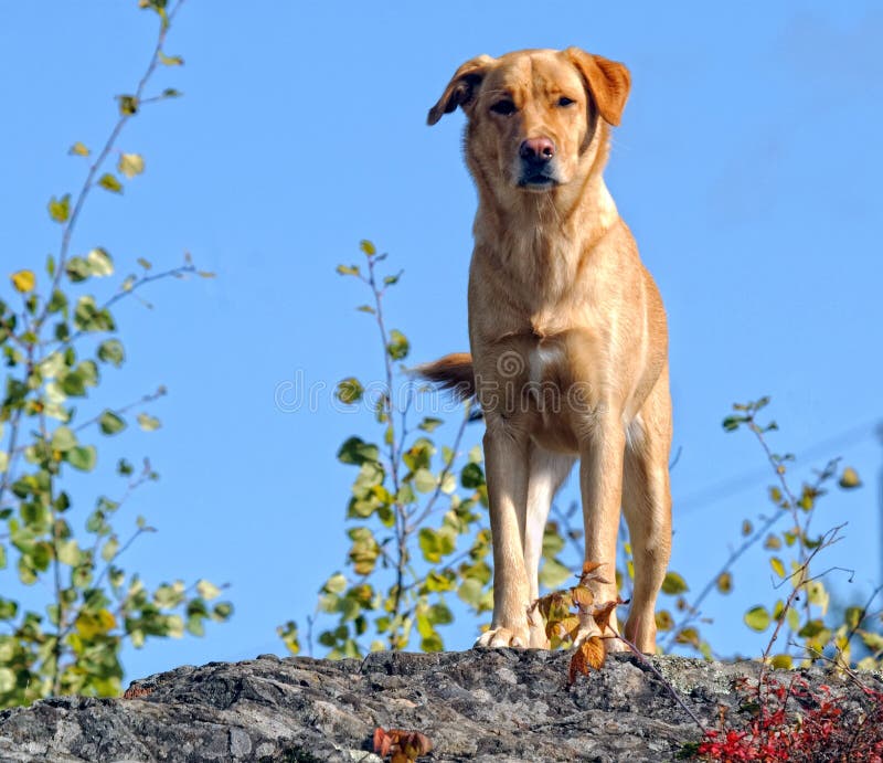 Yellow Labrador dog stock photo. Image of breed, companion - 17492158