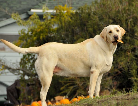 Yellow Labrador Dog 2 stock photo. Image of daylight, pedigree - 7397956