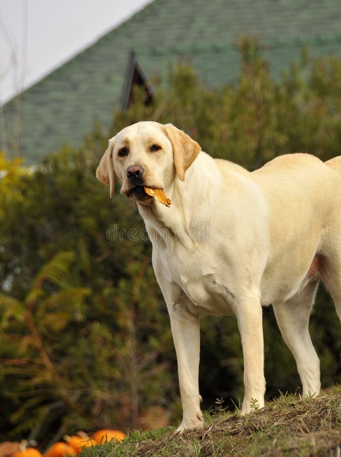 Yellow Labrador Dog stock photo. Image of daylight, command - 7397952