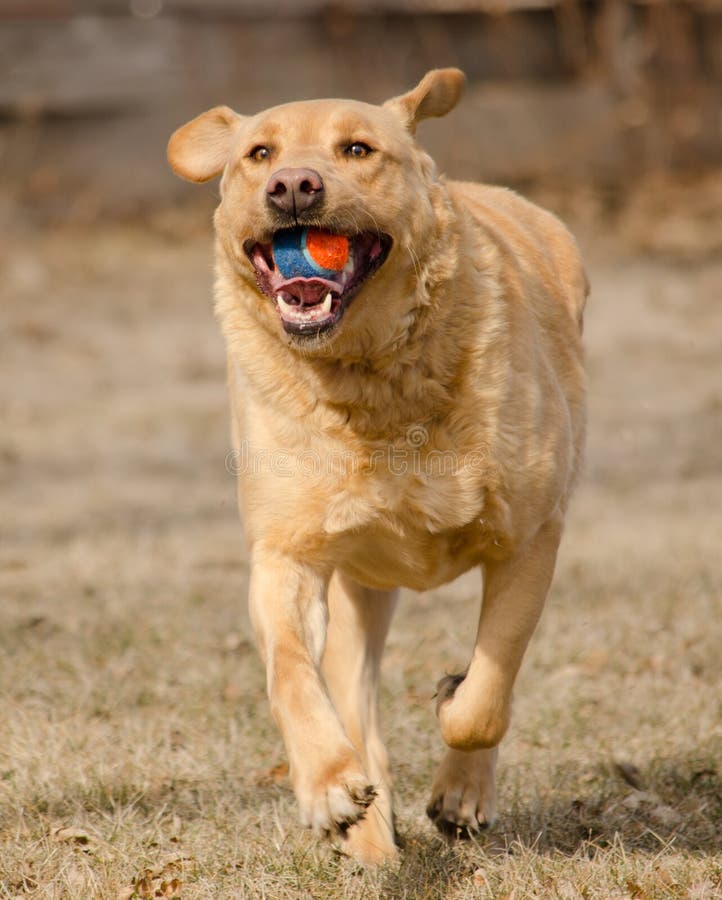 Yellow Labrador Dog Playing Fetch Stock Image - Image of game, labrador ...