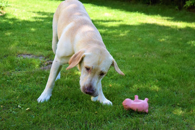 Yellow Labrador Dog in the Spring Garden Stock Photo - Image of ...