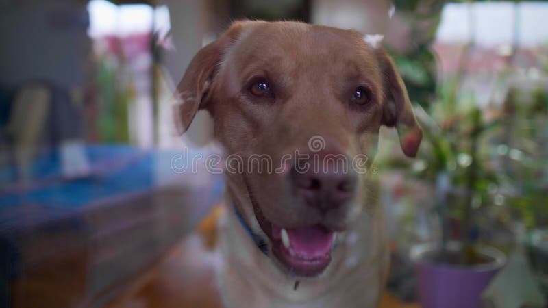 Yellow Labrador Dog Waiting by Window for His Owner Stock Video - Video ...