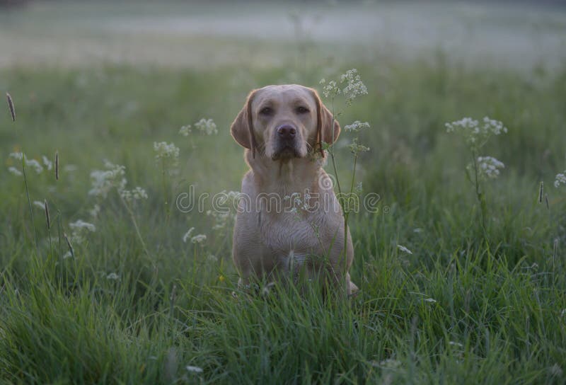 Yellow Labrador Shaking Water Off Himself in a Lake Stock Photo - Image ...
