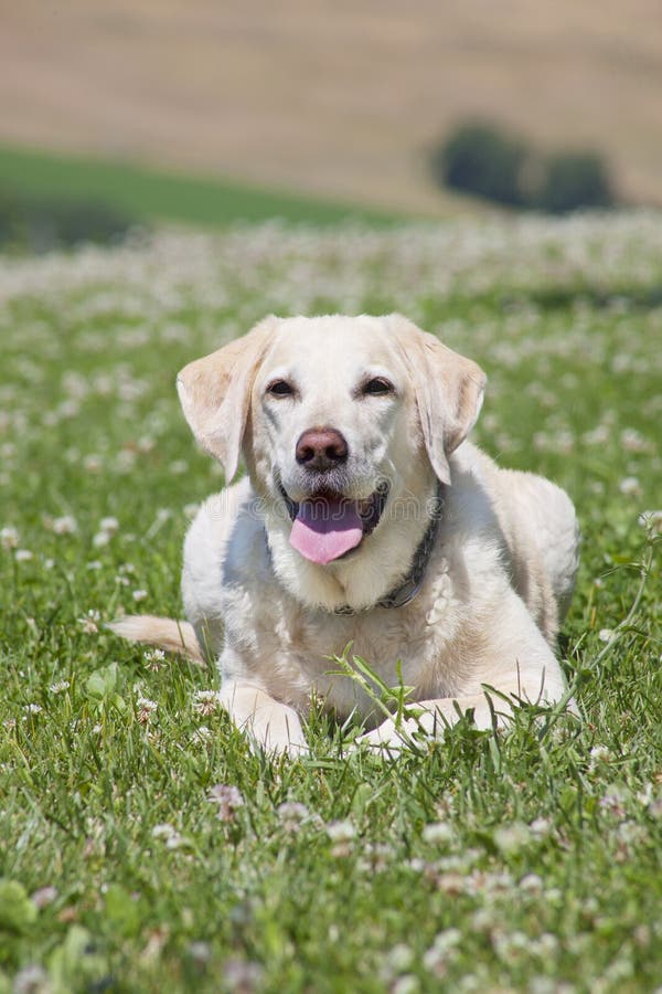 Yellow labrador stock photo. Image of summer, labrador - 55111038