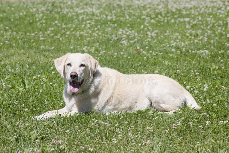 Yellow labrador stock image. Image of grass, retriever - 55111043