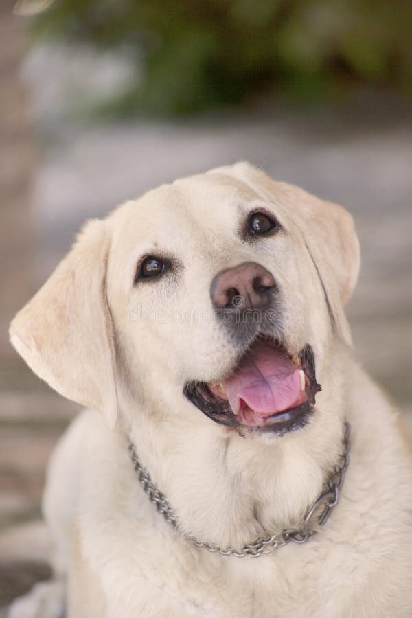 Yellow labrador stock photo. Image of puppy, golden, retriever - 55111314