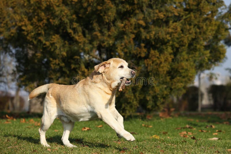 Yellow Labrador Fetching Stick in Park on Sunny Day Stock Image - Image ...