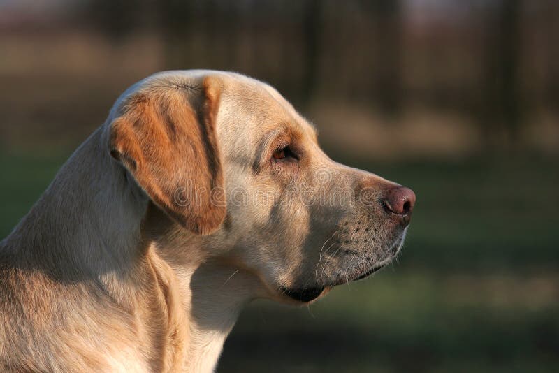 A Yellow Labrador in the Field Stock Image - Image of cute, golden ...