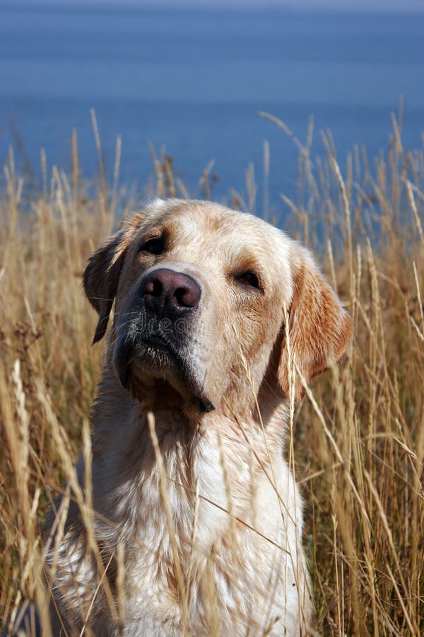 A yellow labrador in field stock photo. Image of puppy - 23259980