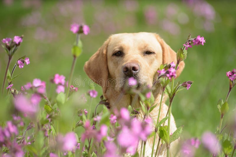Yellow Labrador Shaking Water Off Himself in a Lake Stock Photo - Image ...