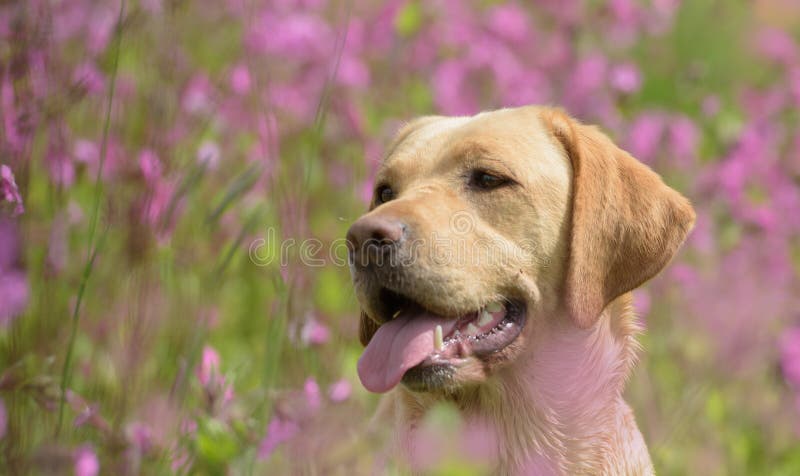 Yellow Labrador Shaking Water Off Himself in a Lake Stock Photo - Image ...