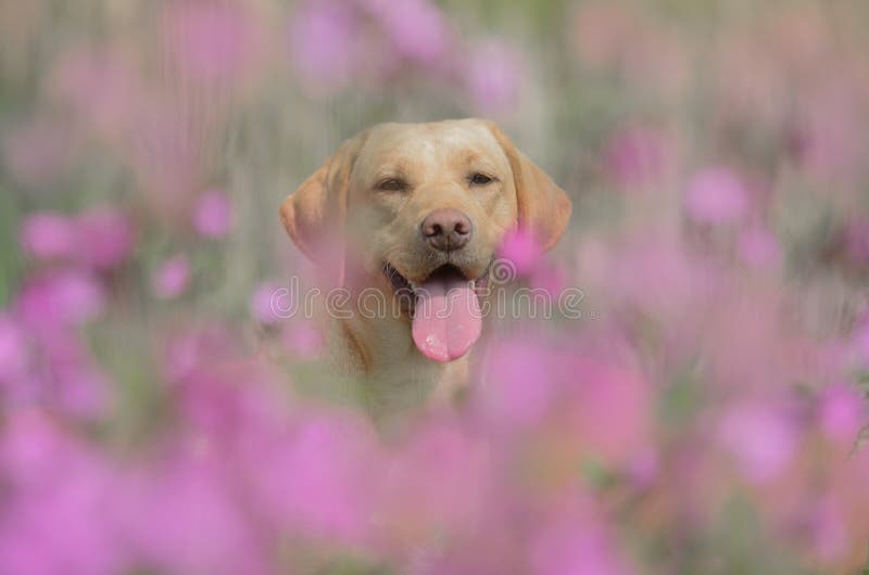 Pink Wild Rose Bush in Summer Garden Stock Photo - Image of hedge ...