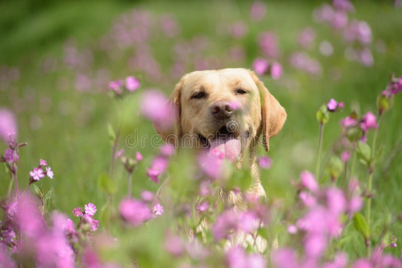 Yellow Labrador Shaking Water Off Himself in a Lake Stock Photo - Image ...
