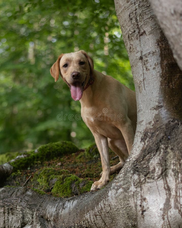 Yellow Labrador in the Forest Peeping Out from Behind a Tree Stock ...