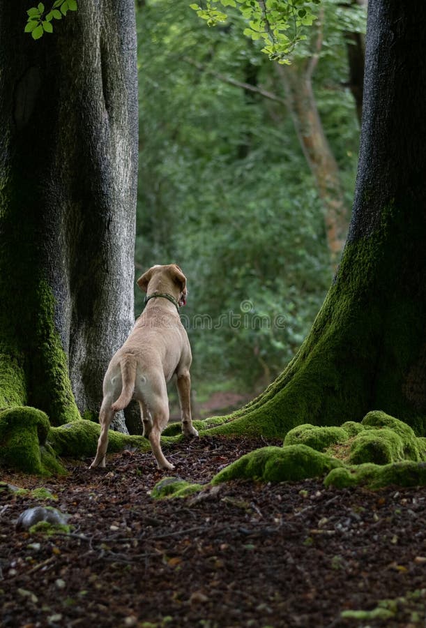 Yellow Labrador in the Forest Peeping Out from Behind a Tree Stock ...