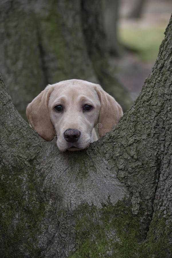 Yellow Labrador in the Forest on a Tree Stock Photo - Image of terrier ...