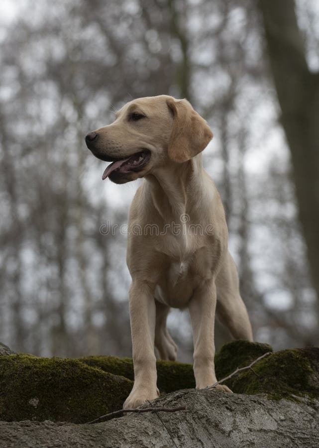 Yellow Labrador in the Forest on a Tree Stock Image - Image of snout ...