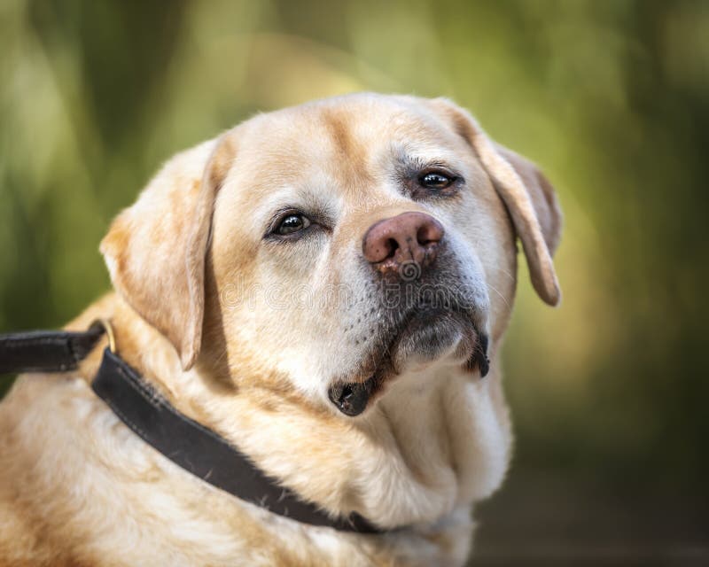 Yellow Labrador Standing in a Lake Looking Directly at His Ball Stock ...