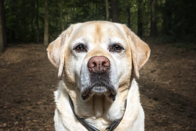 Yellow Labrador Standing in a Lake Looking Directly at His Ball Stock ...