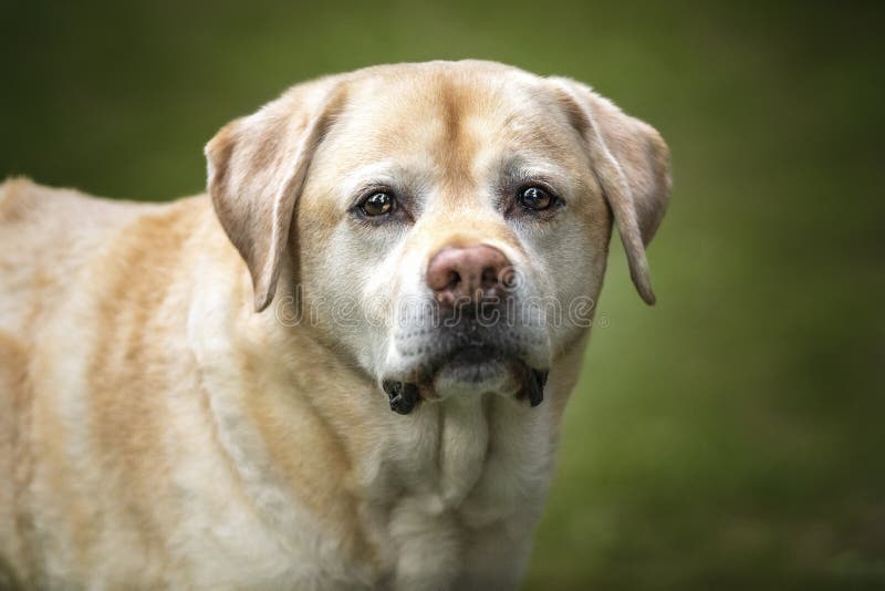 Yellow Labrador Headshot Looking at the Camera Stock Image - Image of ...