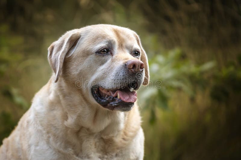 Yellow Labrador Standing in a Lake Looking Directly at His Ball Stock ...