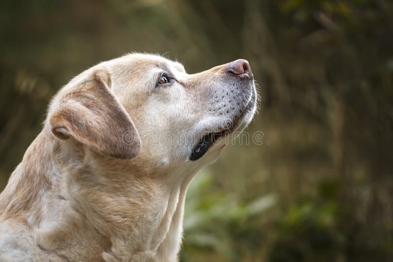 Yellow Labrador Standing in a Lake Looking Directly at His Ball Stock ...