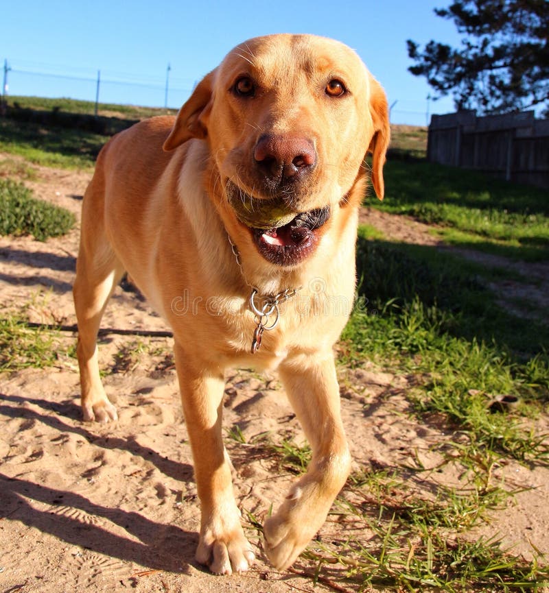 A yellow Labrador stock image. Image of labrador, outside - 48439941