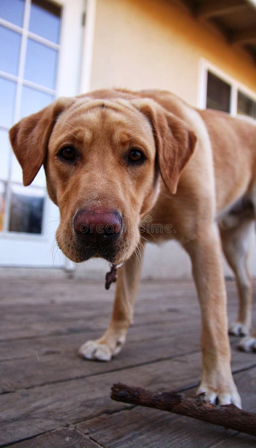 A yellow Labrador stock image. Image of yellow, playing - 48439945
