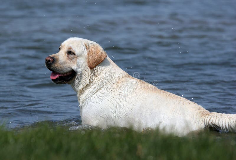 Yellow Labrador at the Lake Stock Image - Image of retriever, grass ...